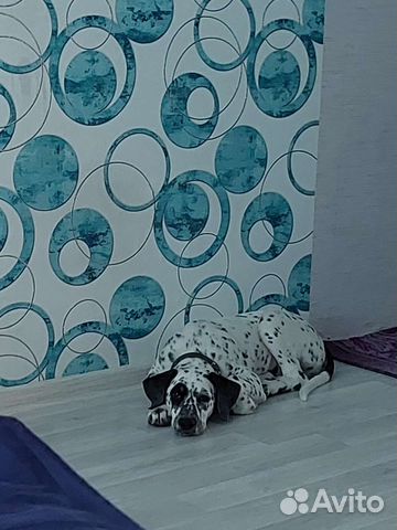 Далматинец щенок