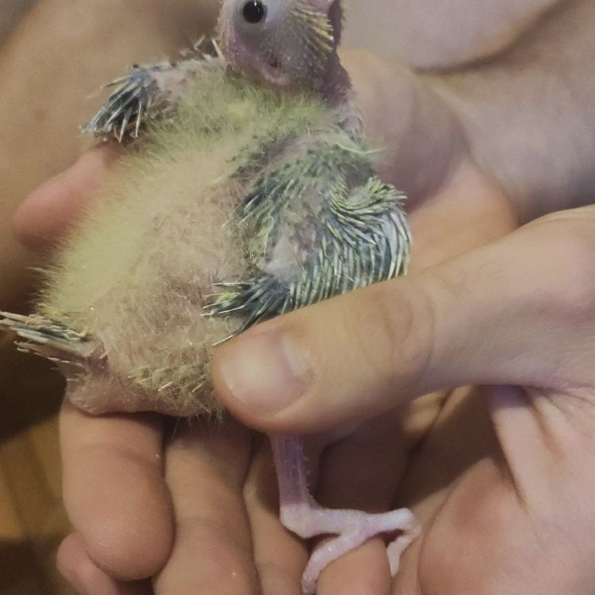 Бесплатно попугай корелла птенец