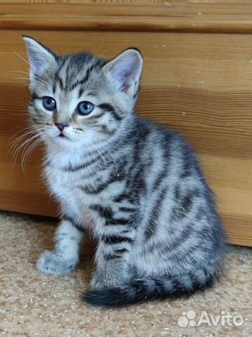 Британская кошка мраморная