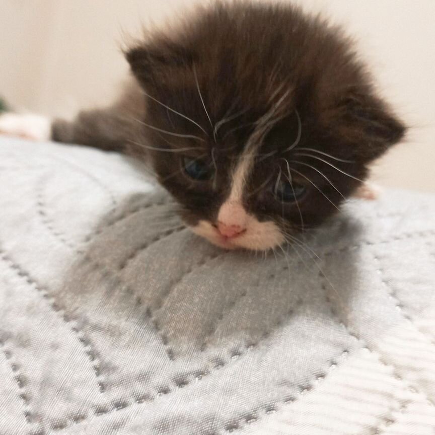 Котята приблизительной породы сиамские прямоухие