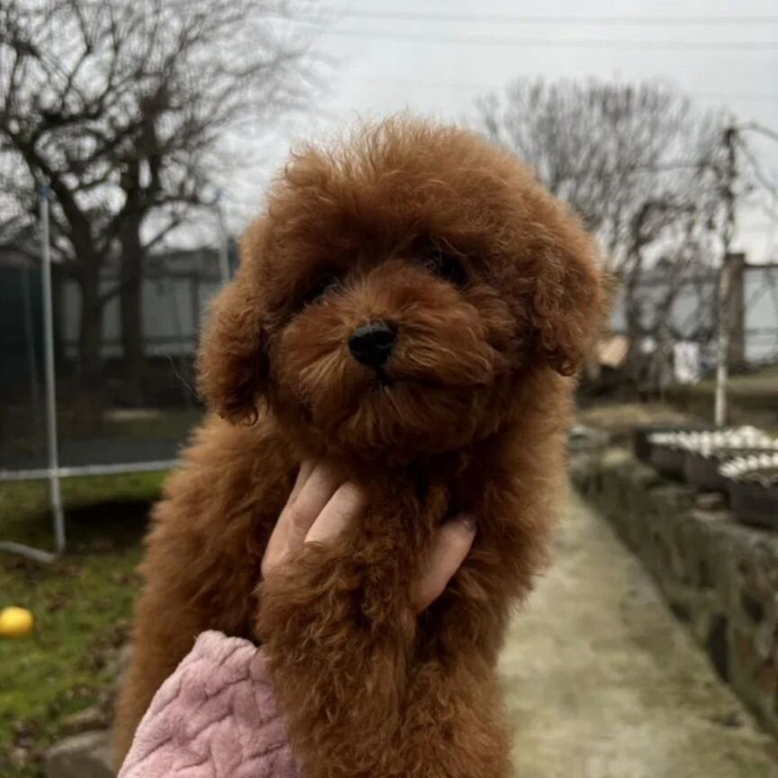 Щенки мальтипу ред браун