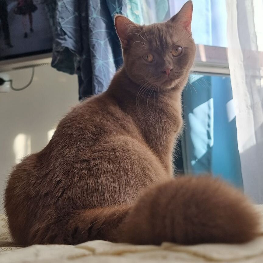 Британская короткошёрстная, взрослая кошка