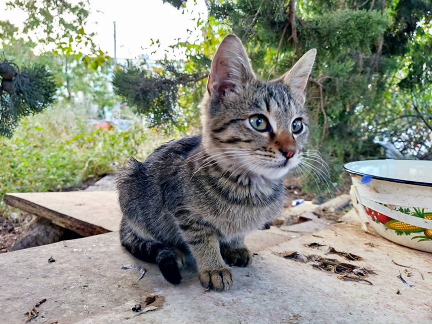 Котенок тигренок мальчик