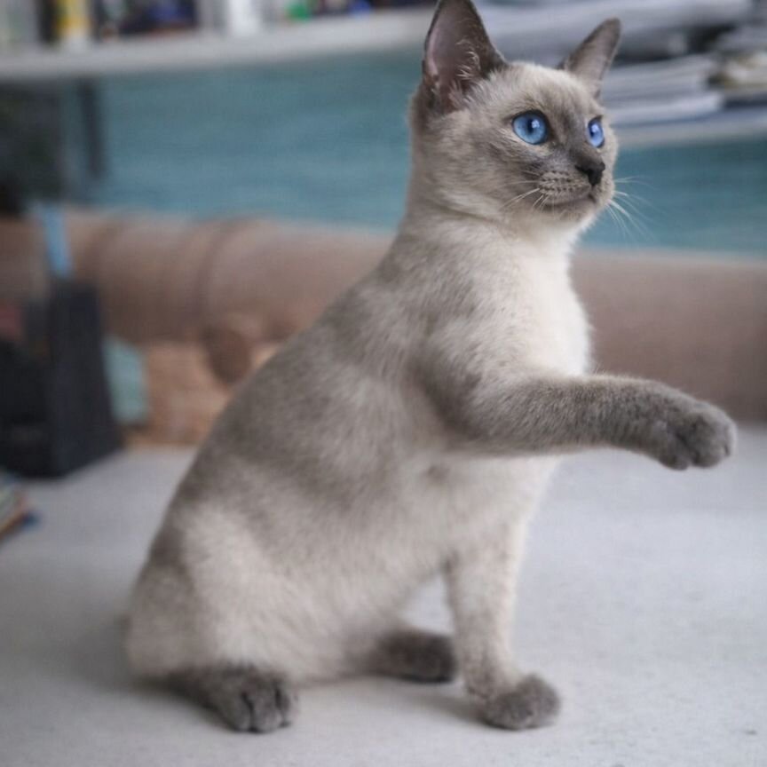 Тайский котёнок