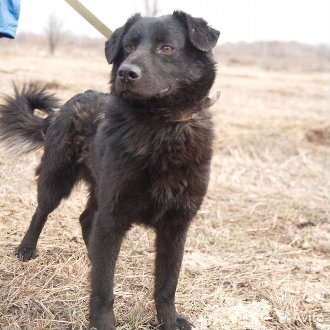 Собака Гром