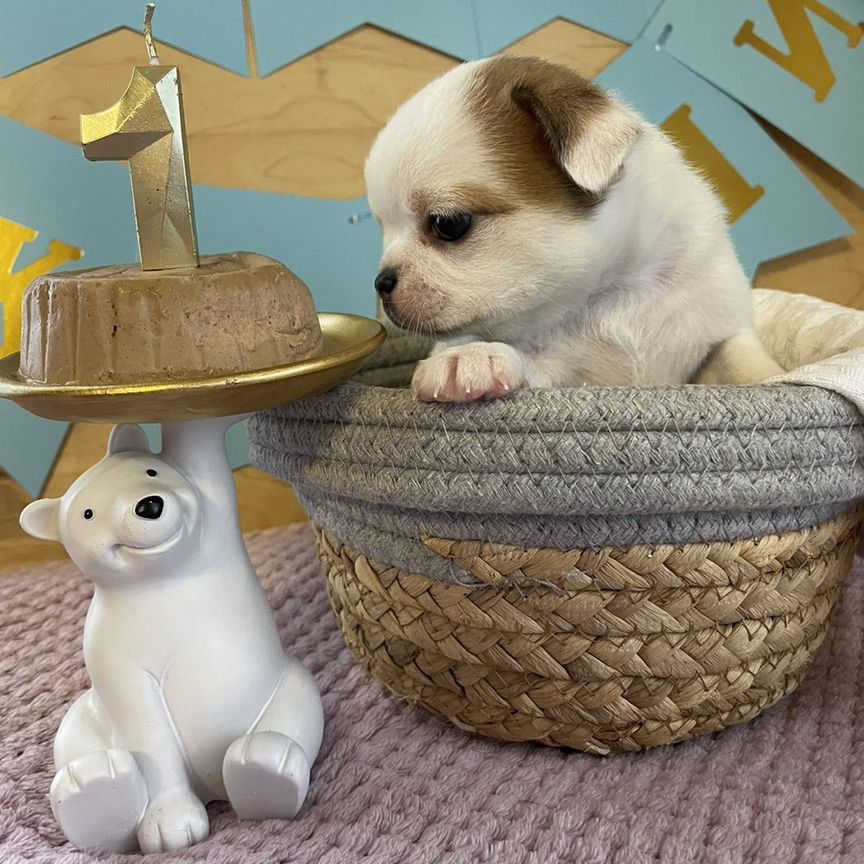 Щенки чихуахуа