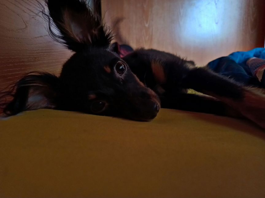 Русский той-терьер длинношерстный