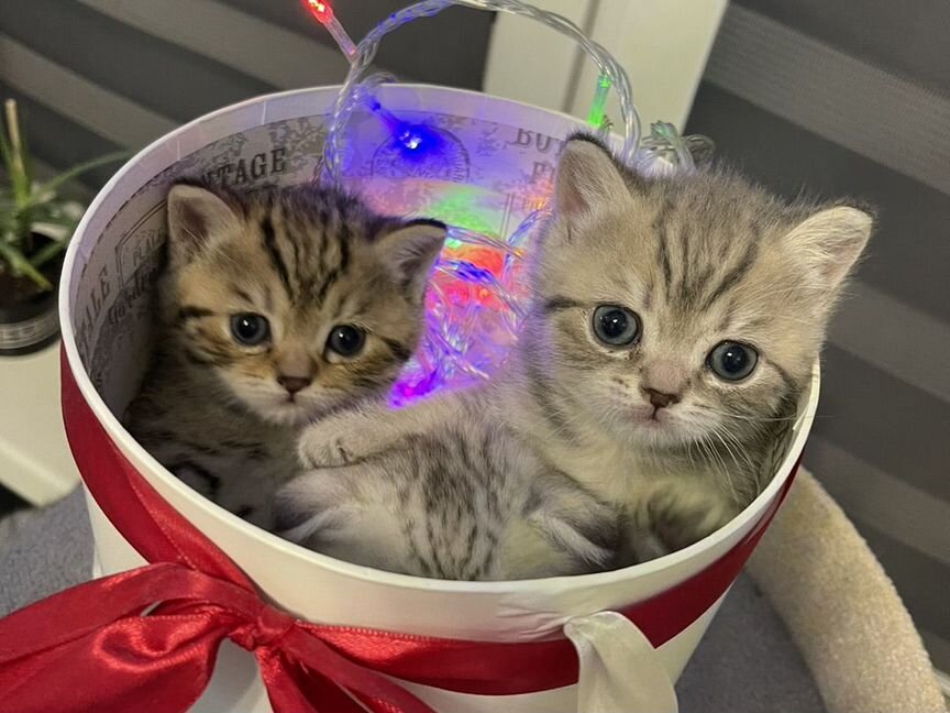 Шотландские котята