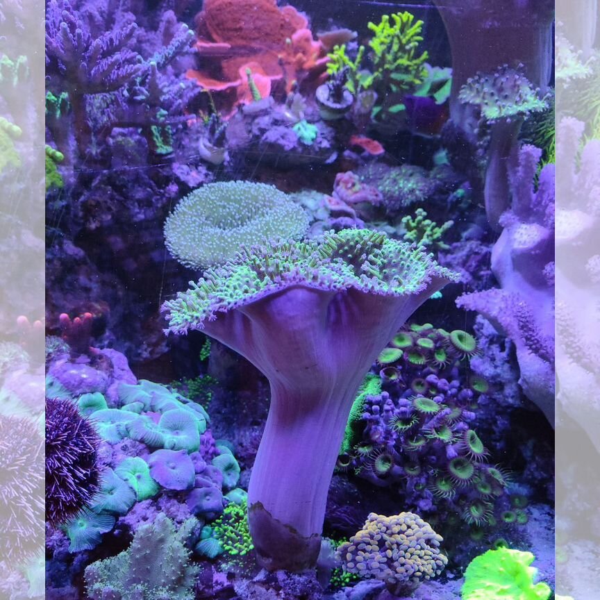 Живые кораллы