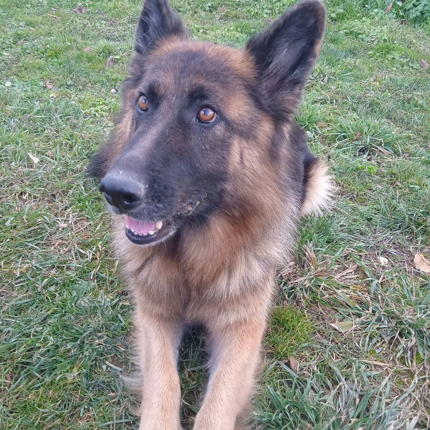 Чистокровные щенки немецкой овчарки