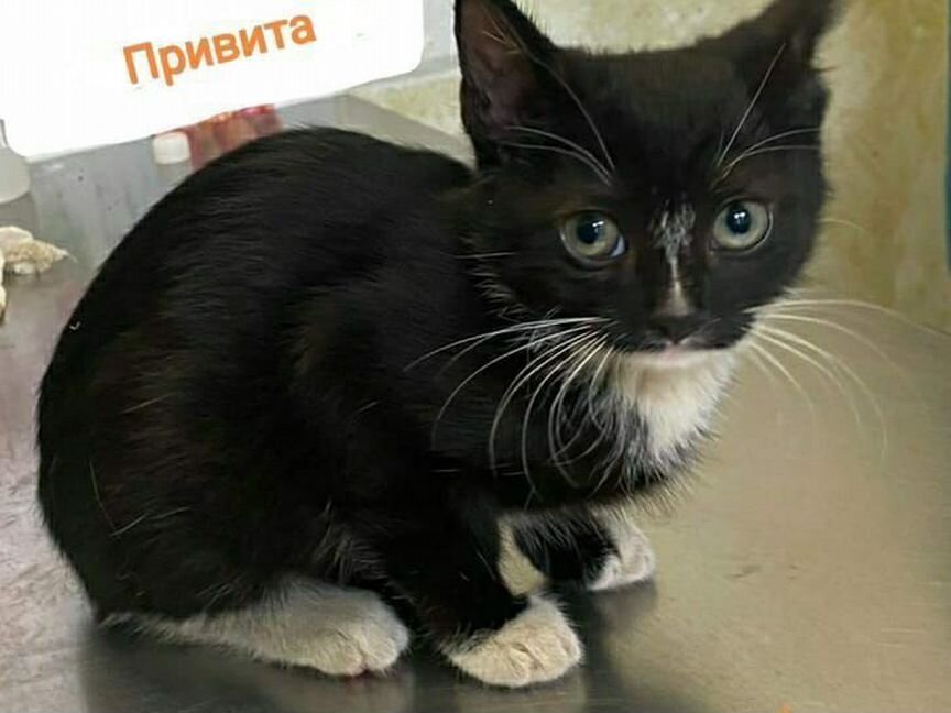 Бросили котенка