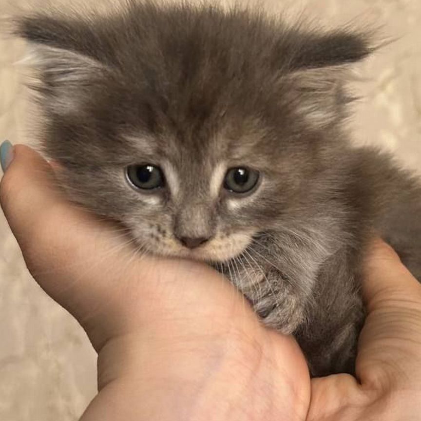 Мейн-кун котёнок