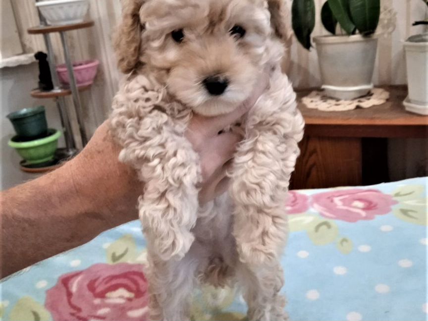 Малышка той-пудель