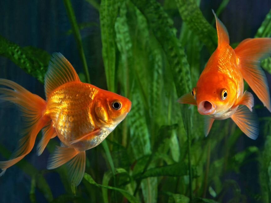 Аквариумные рыбки
