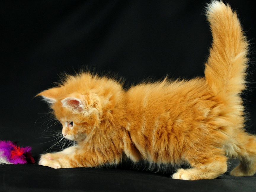 Норвежской лесной котята 1.5 мес