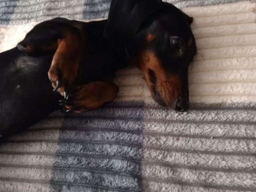 Собака в добрые руки маленькая порода