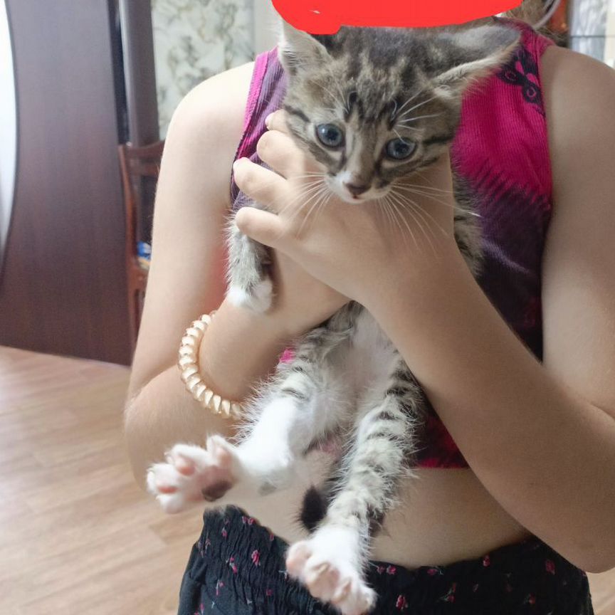 Котёнок в добрые руки