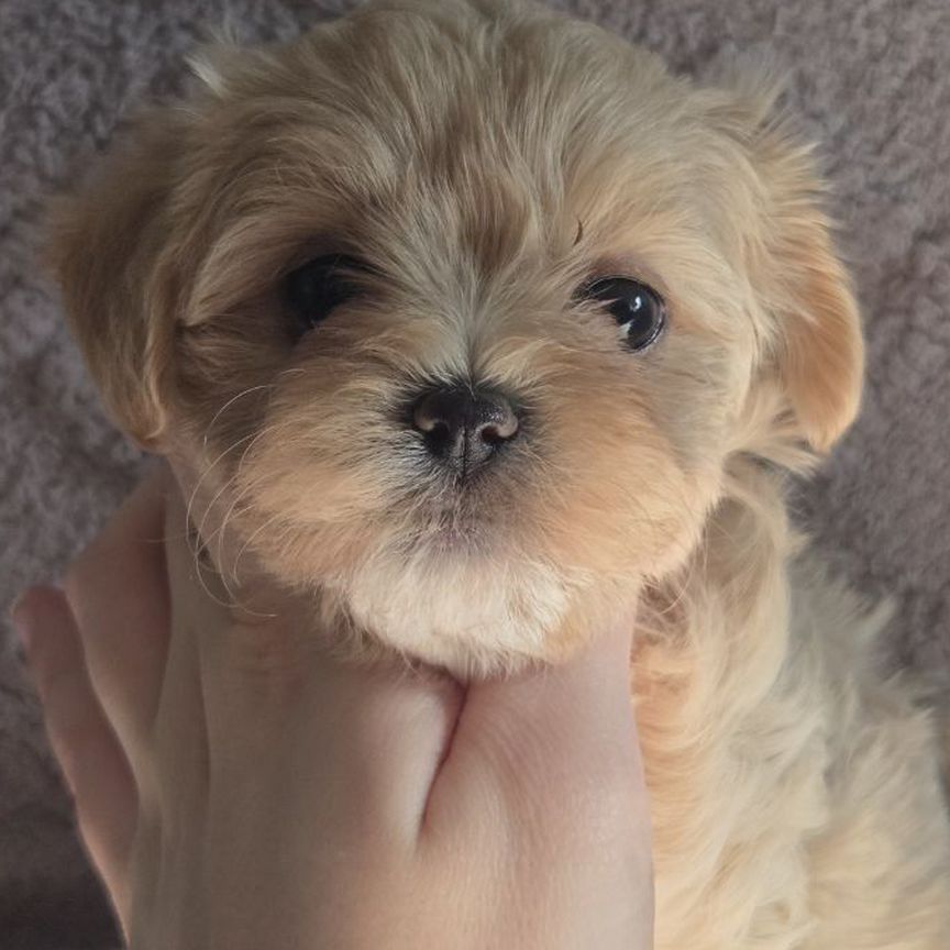 Мальтипу, щенок