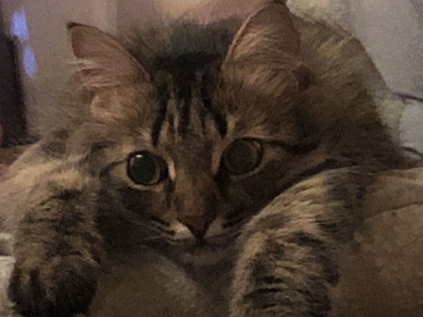 Котик в добрые руки