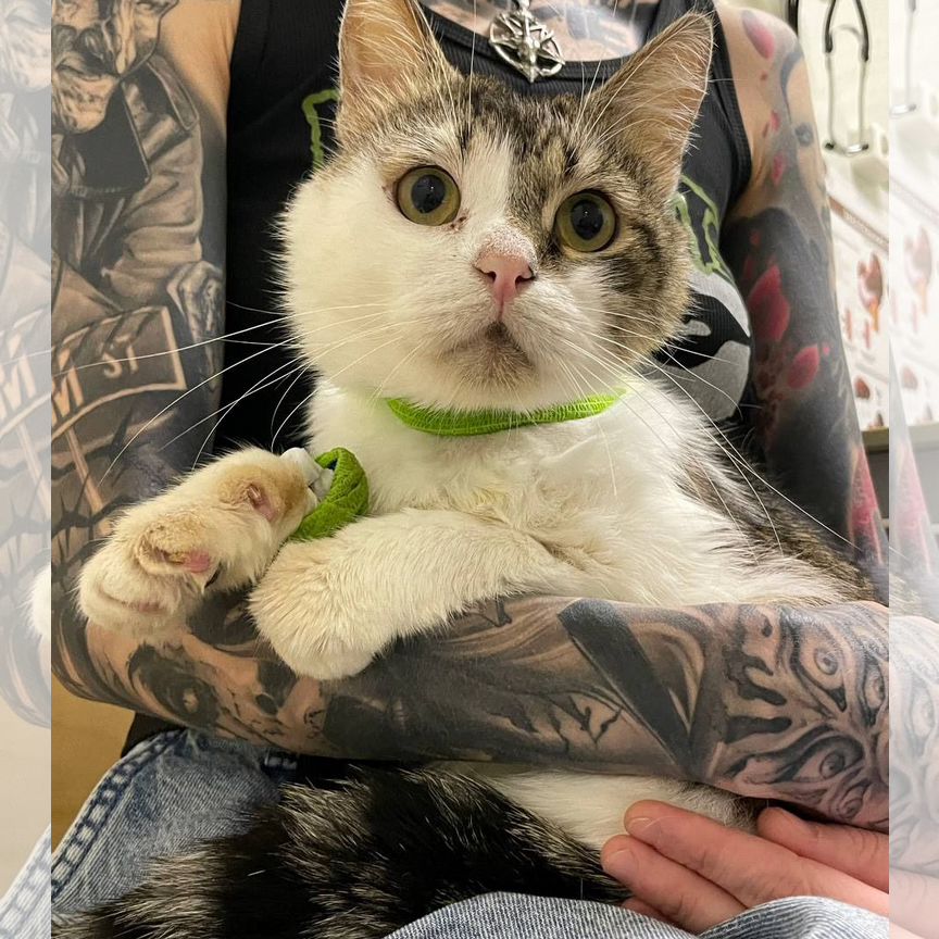 Котик Пончик