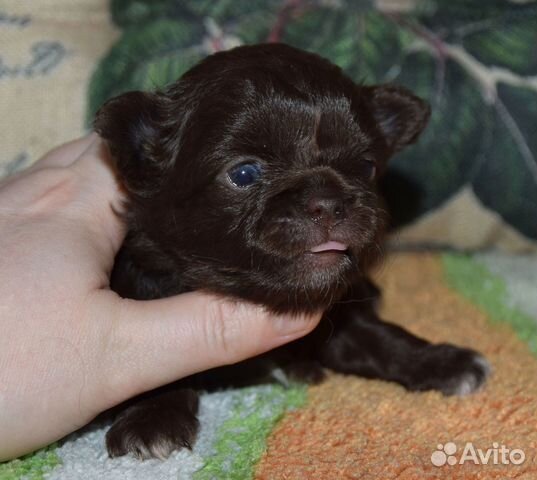 Шоколадная девочка чихуахуа, д/ш