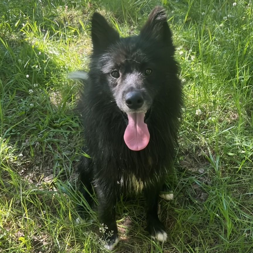 Взрослый пёс в добрые руки