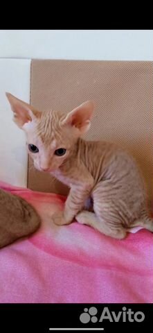 Котята сфинкс браш