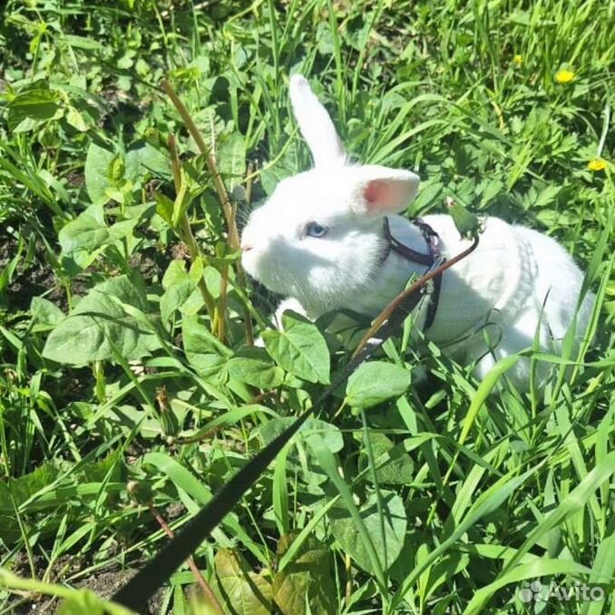 Кролик Гермелин (вязка )