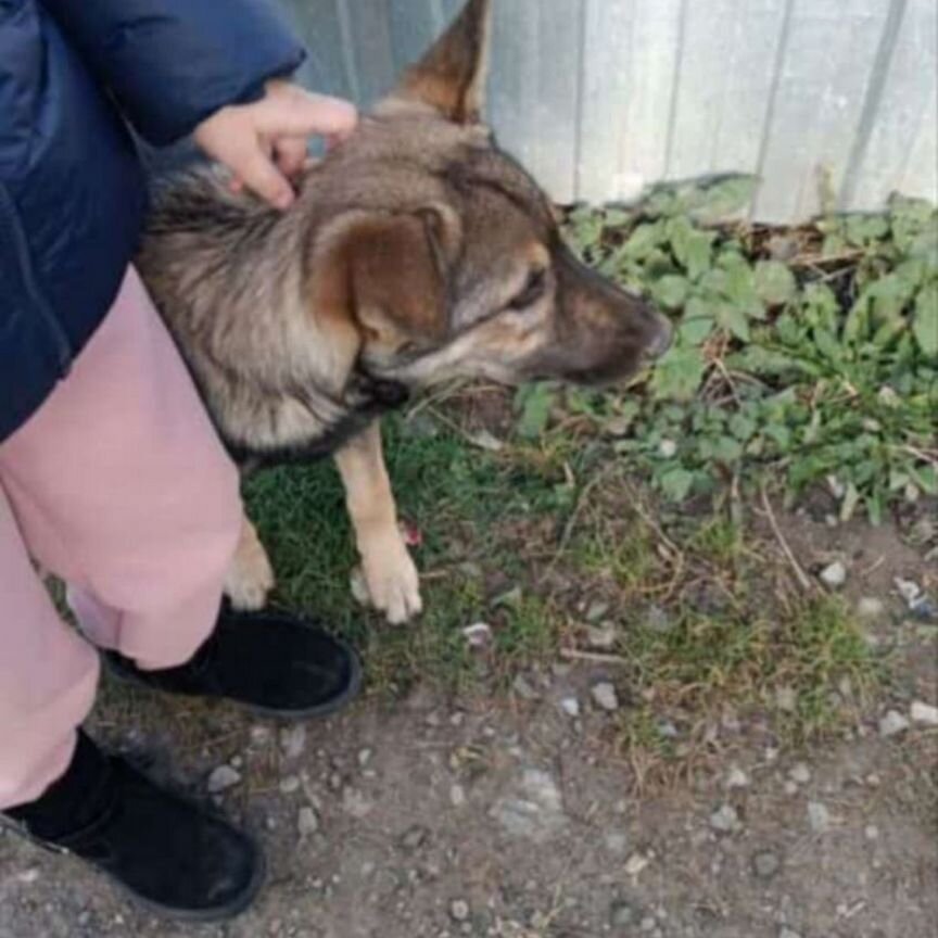 Щенка обижают другие собаки