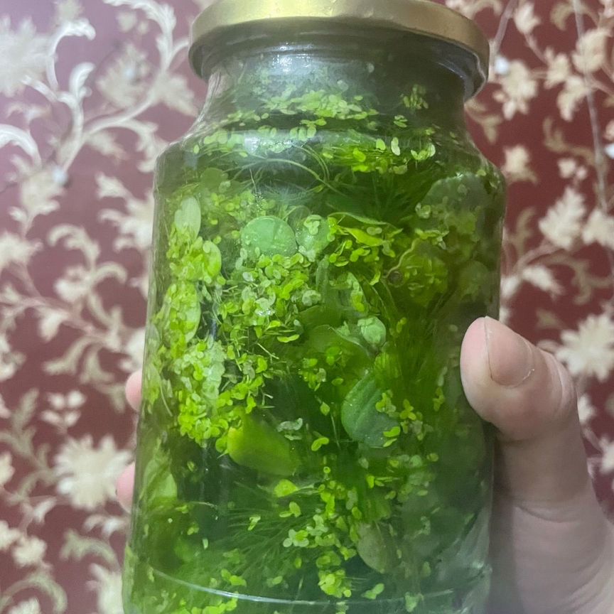 Аквариумная прополка