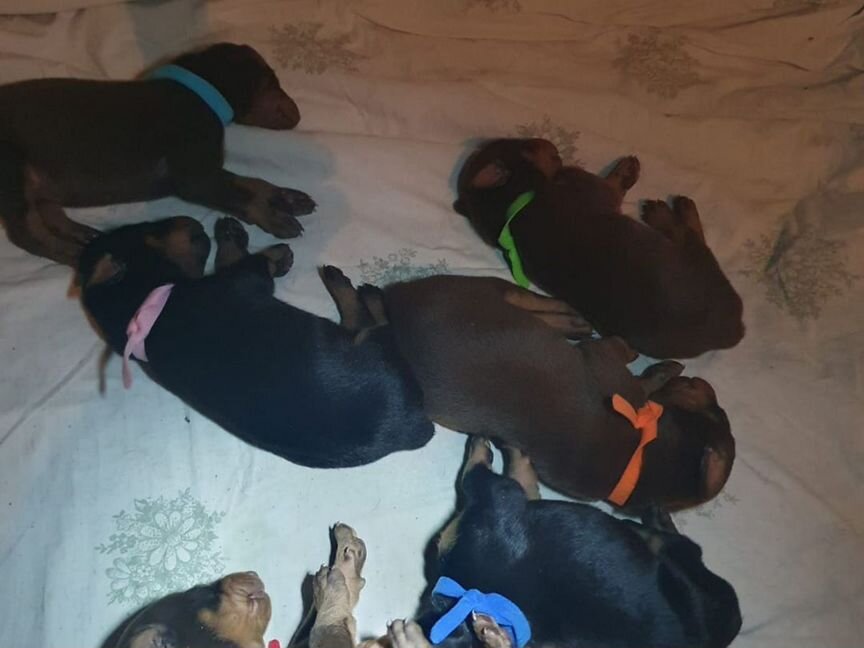 Щенки добермана