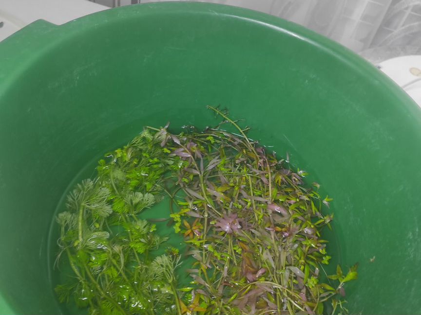 Аквариумные растения прополка