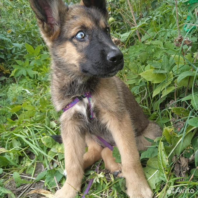 Щенок с глазами арлекин