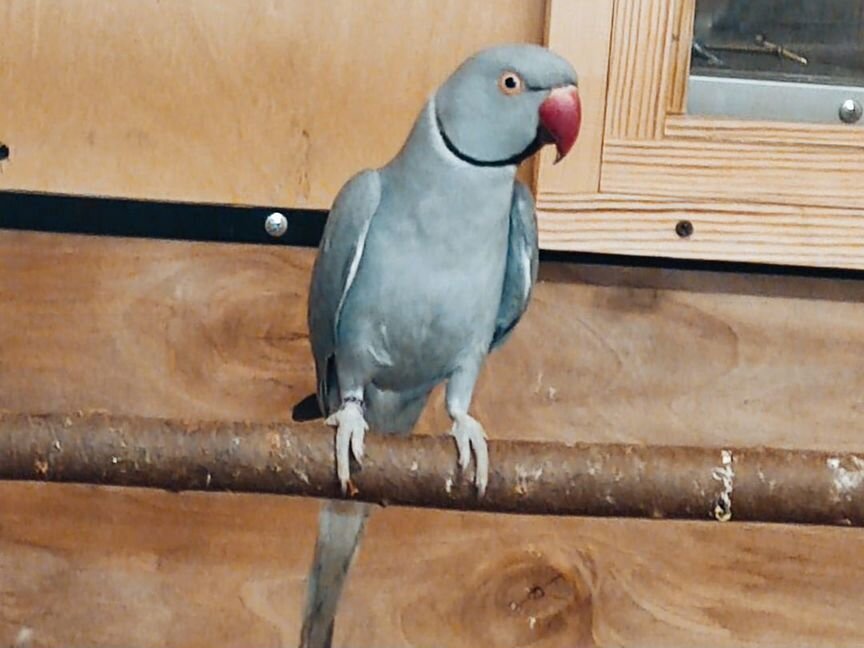 Попугай розелла и Розовый какаду