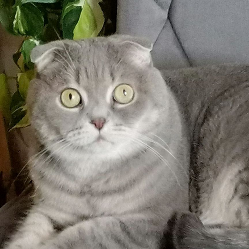 Шотландская вислоухая