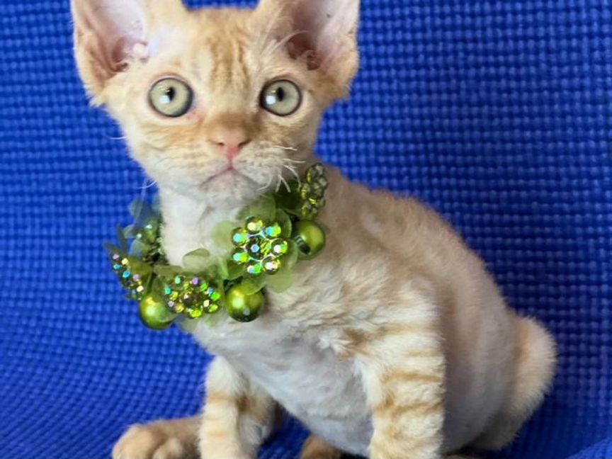 Девон-рекс,рыжик