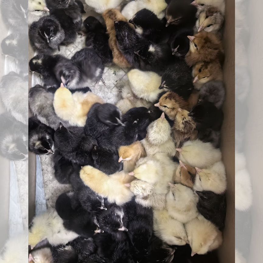 Цыплята суточные, яйцо инкубационное