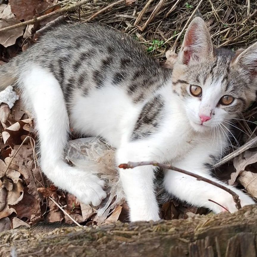 Кошечка на улице
