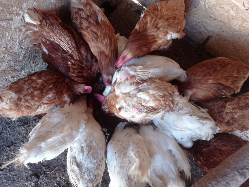 Куры несушки- бронь до 10.09