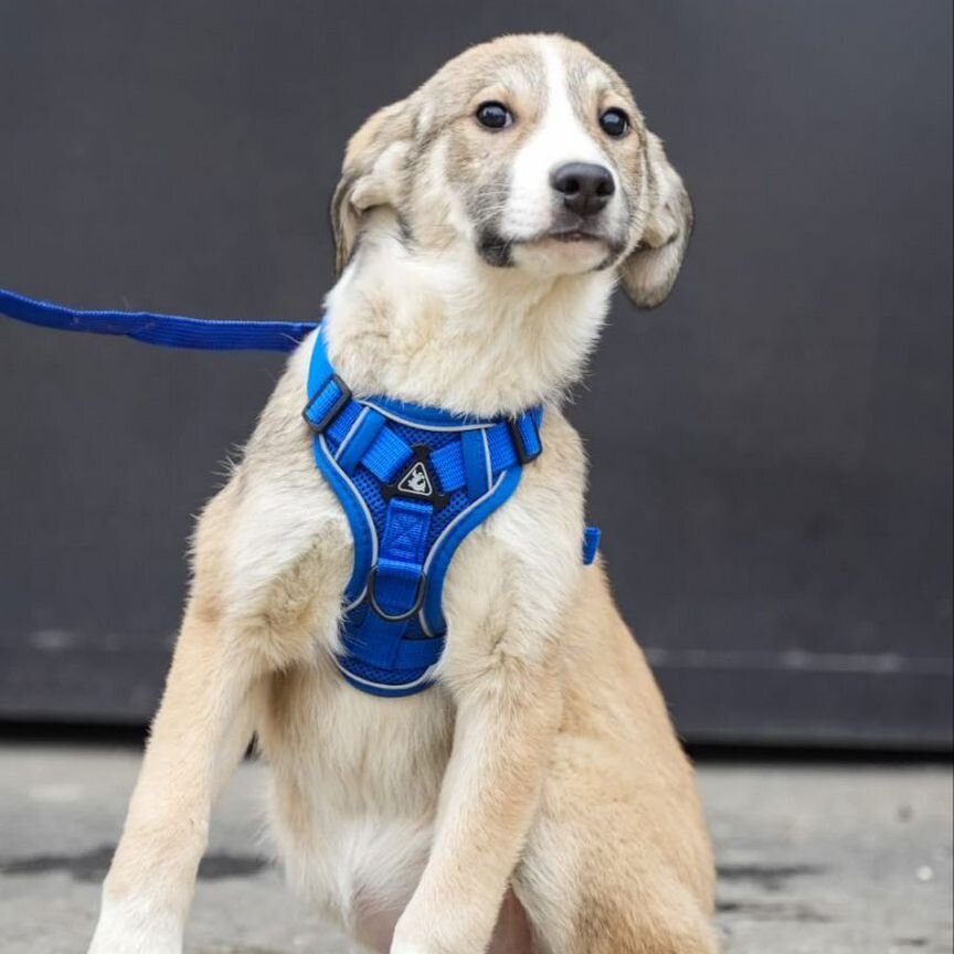 Девочка Даша 3 мес вырастет не более 35 см в холке