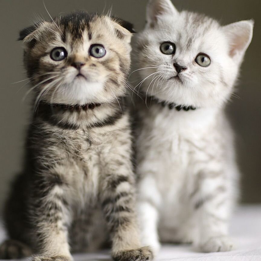 Шотландские котята шиншилла и табби