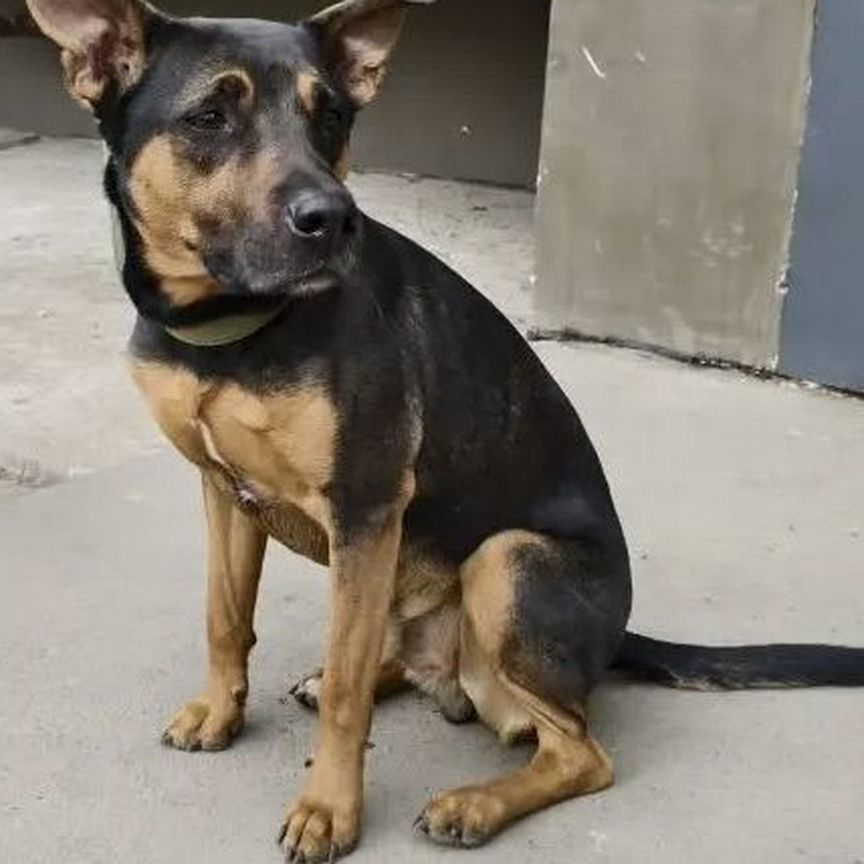 Взрослый пёс в добрые руки