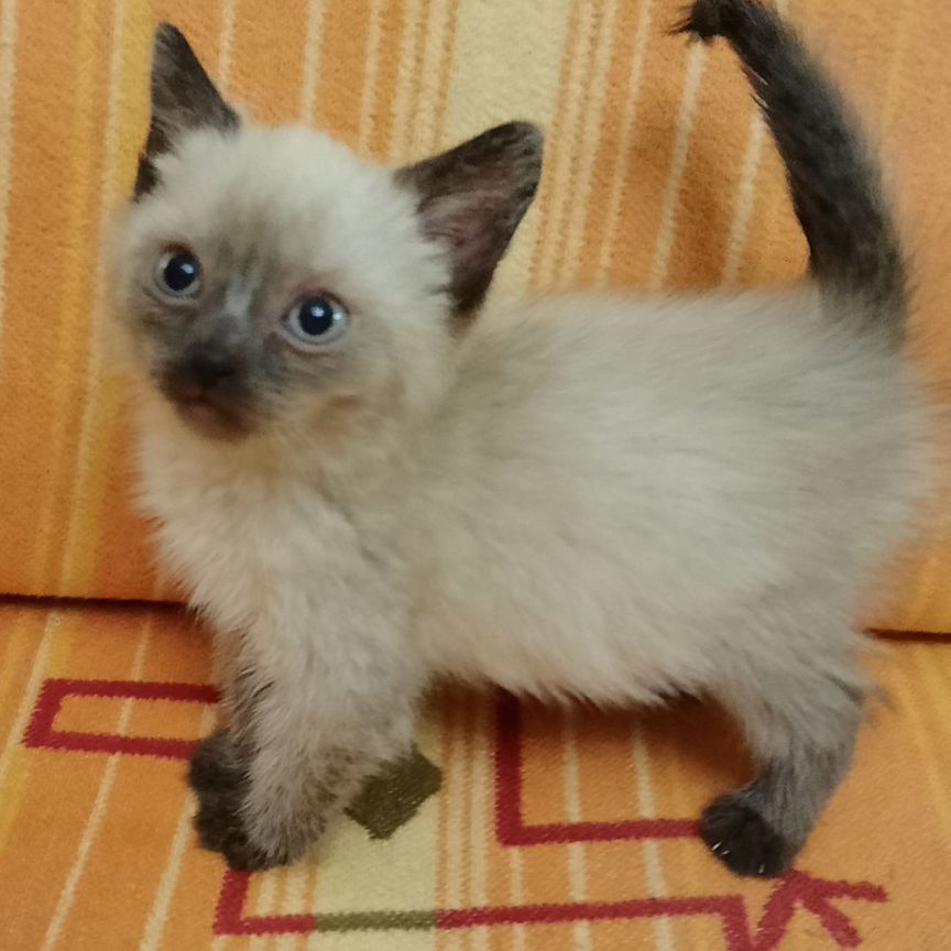 Кошечка в добрые руки