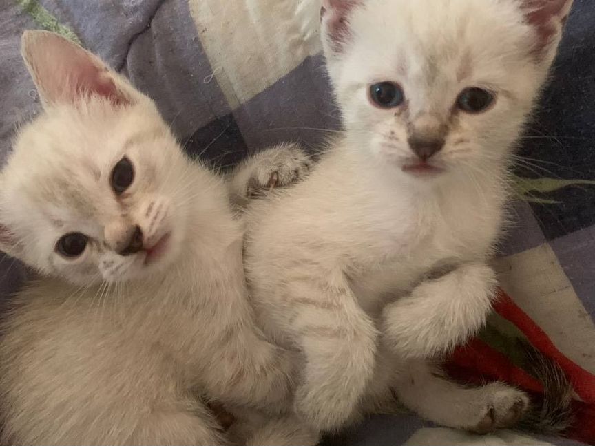 Котята в добрые руки даром голубоглазые