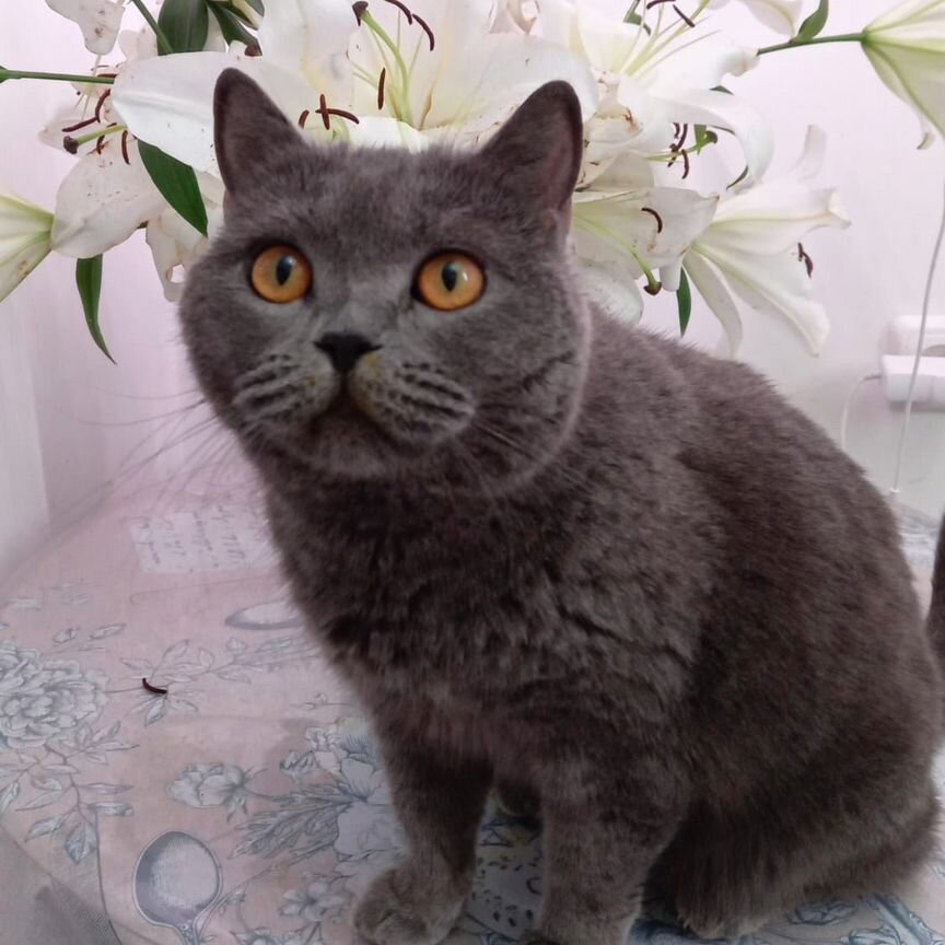 Британская