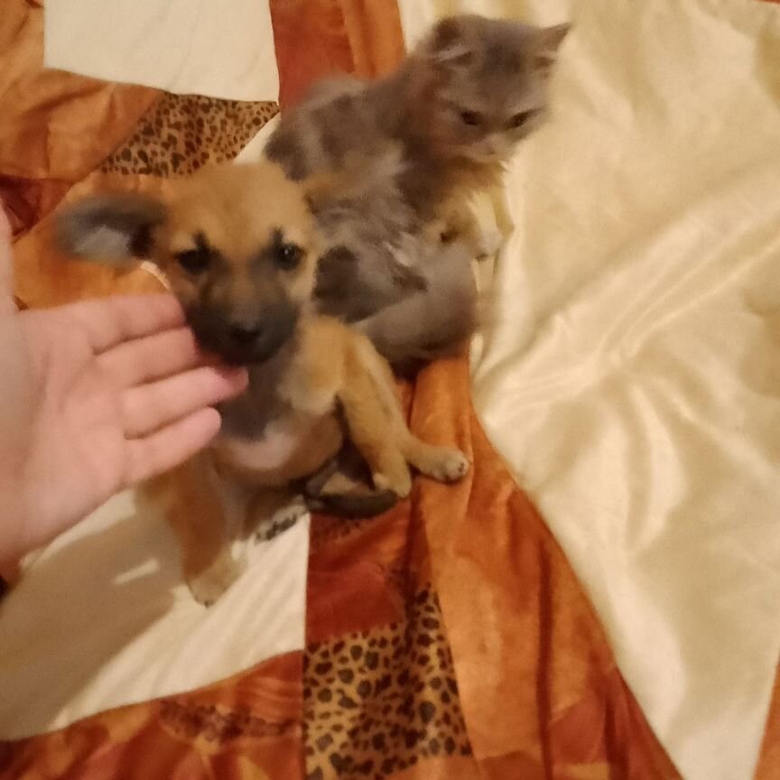 Котик Степашка и мини -мальчик Люцифер