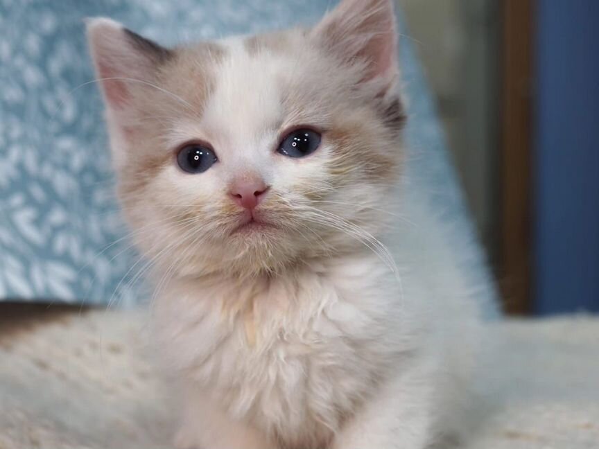 Очаровательная Снежана- котёнок 1 месяц