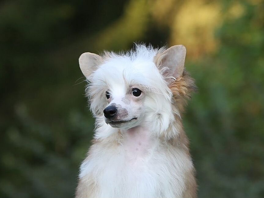 Красавчик Витамин