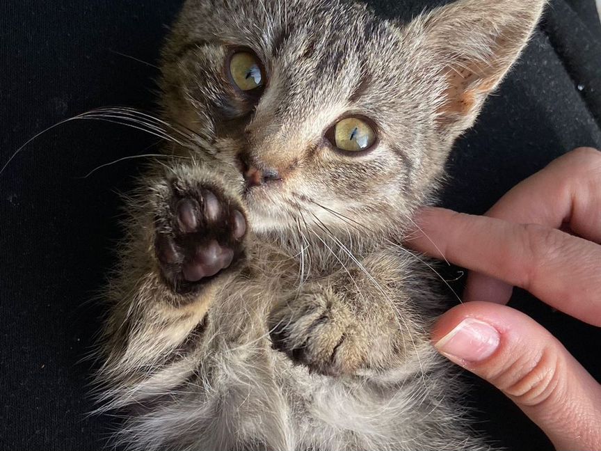 Котенок Кнопочка ищет свою семью
