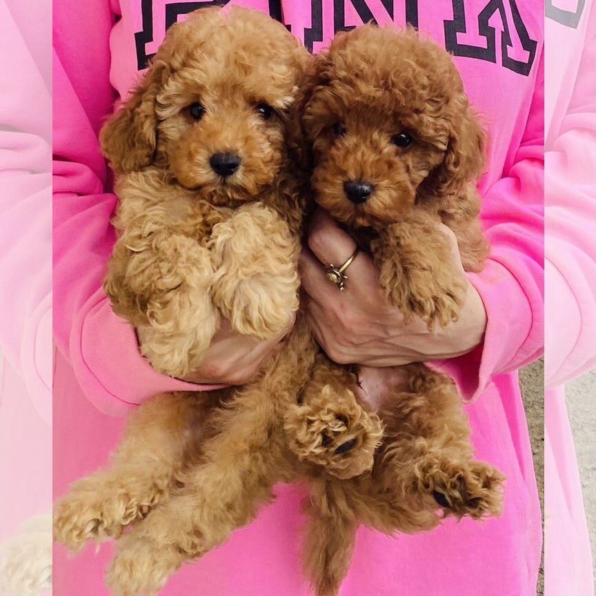 Той-пудель, щенок